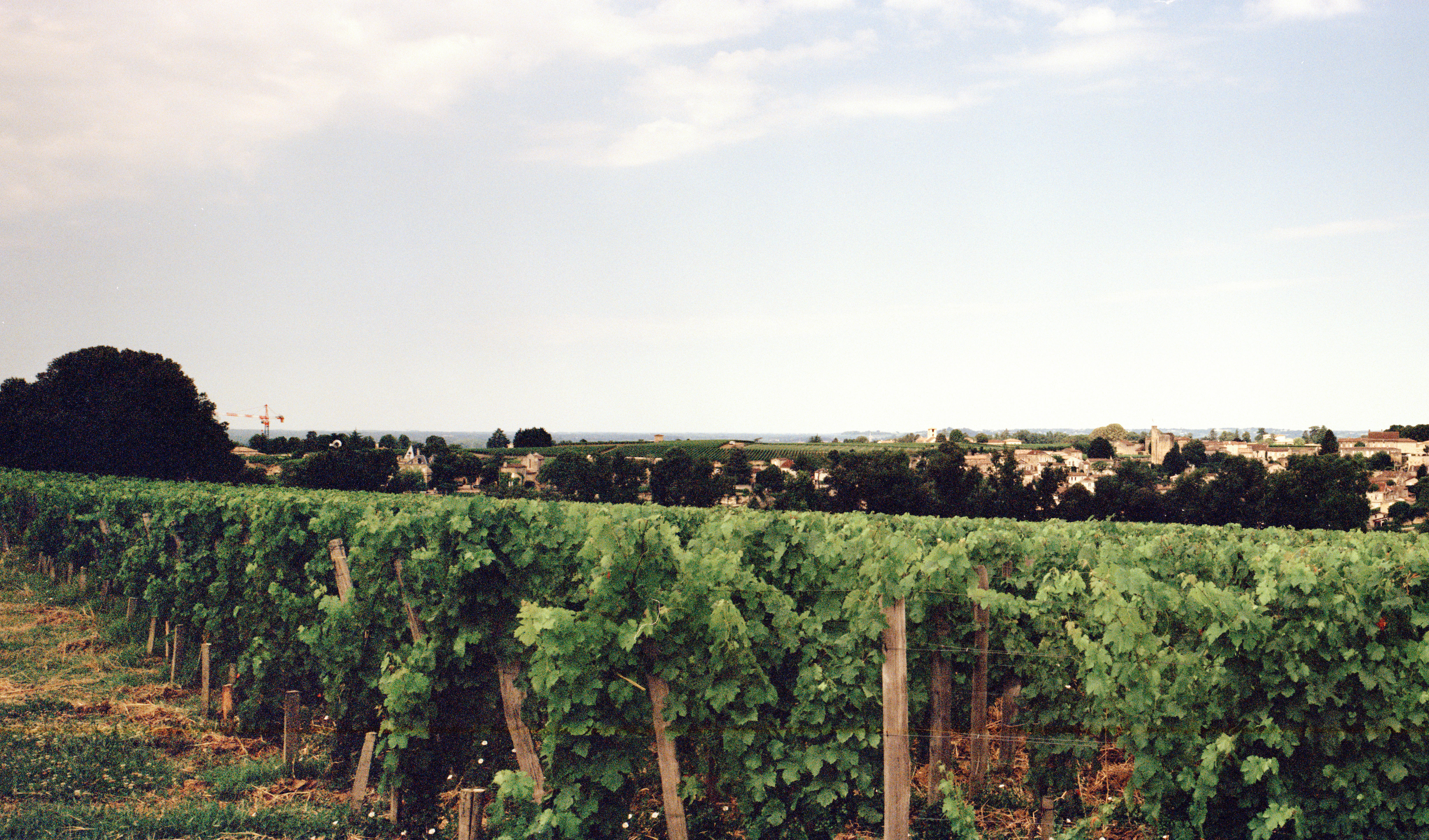 Bordeaux 2025 vintage report