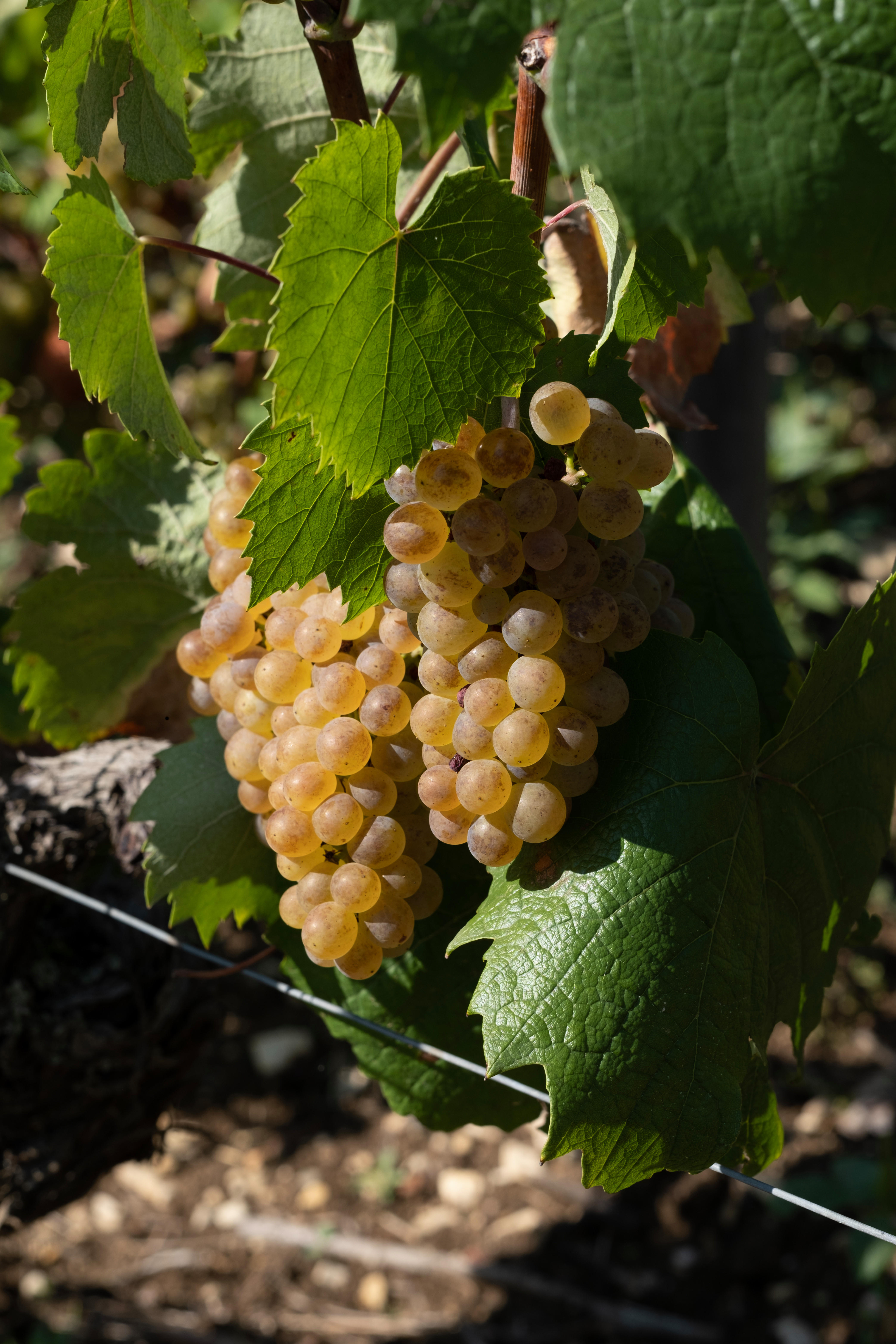 Getting to know Burgundy