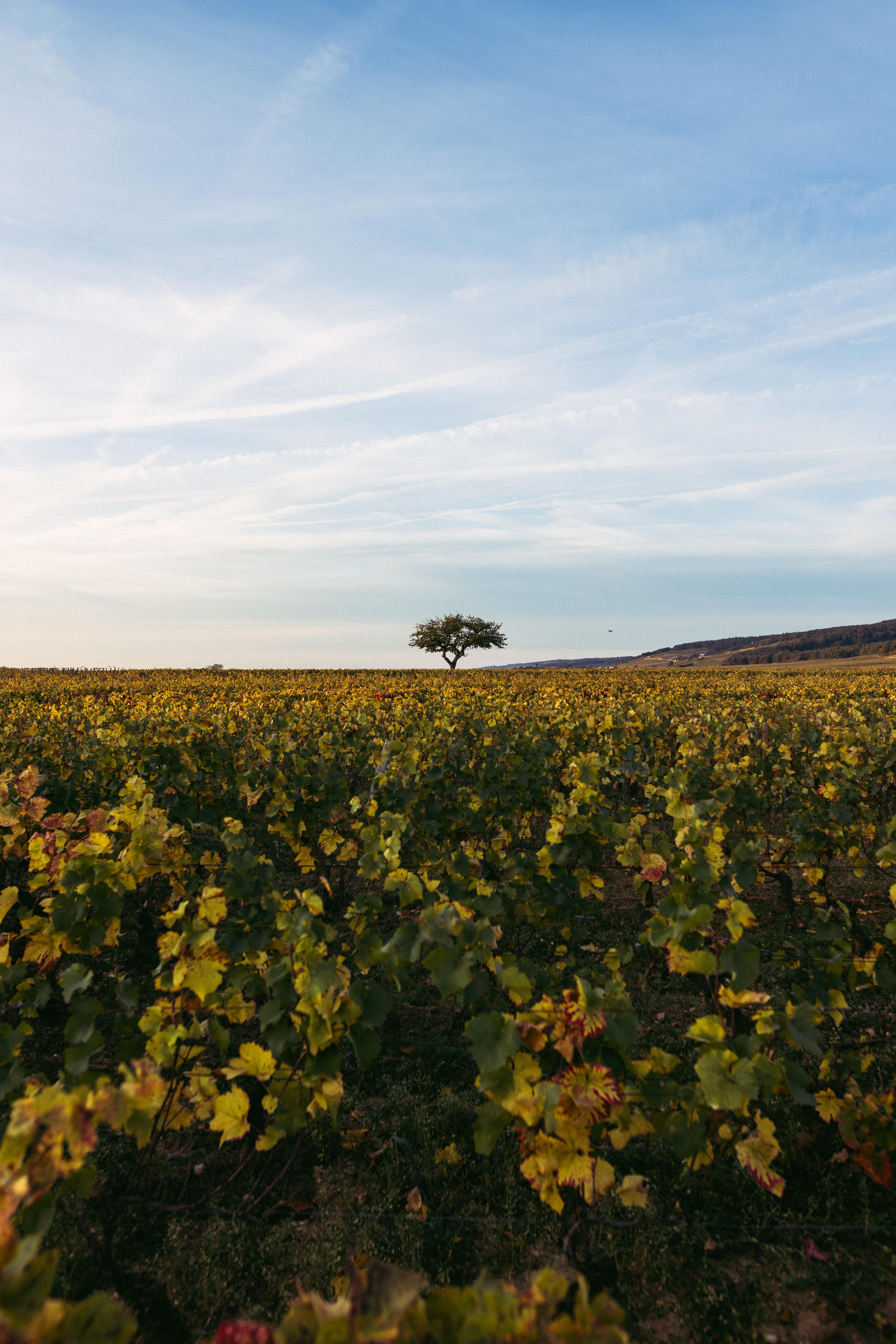 Decoding Burgundy producer portfolios | Berry Bros. & Rudd