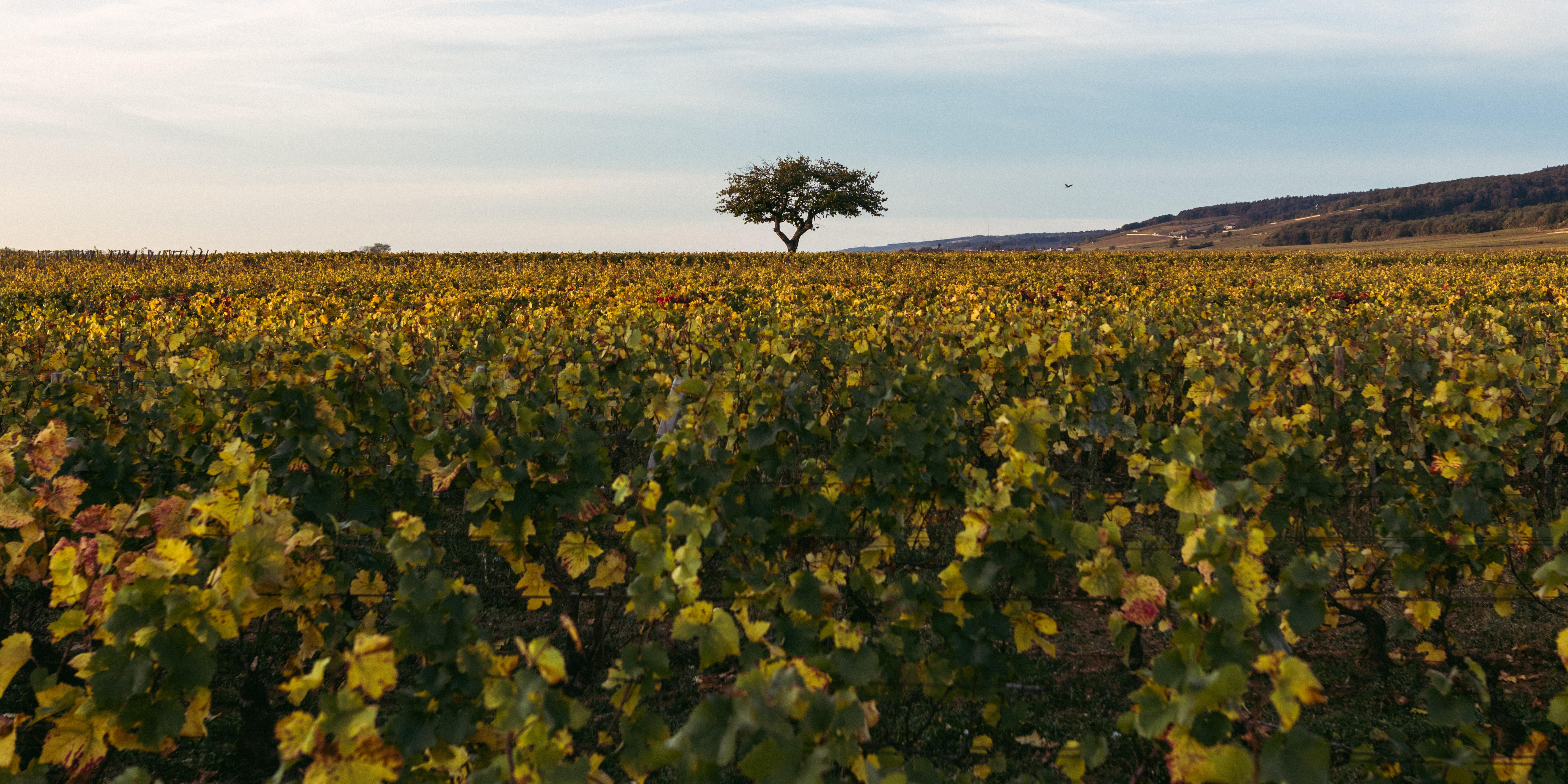 Burgundy 2023 Vintage Report | Berry Bros. & Rudd