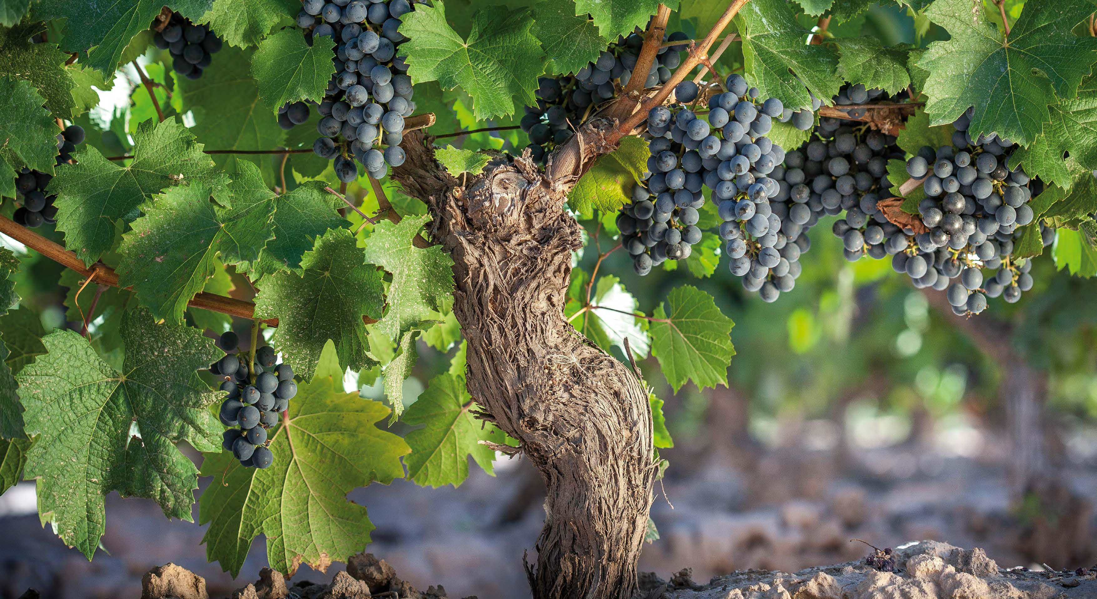 Cheval des Andes: from brand to land | Berry Bros. & Rudd