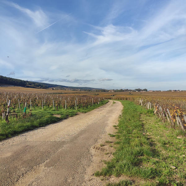 The way to Burgundy | Berry Bros. & Rudd