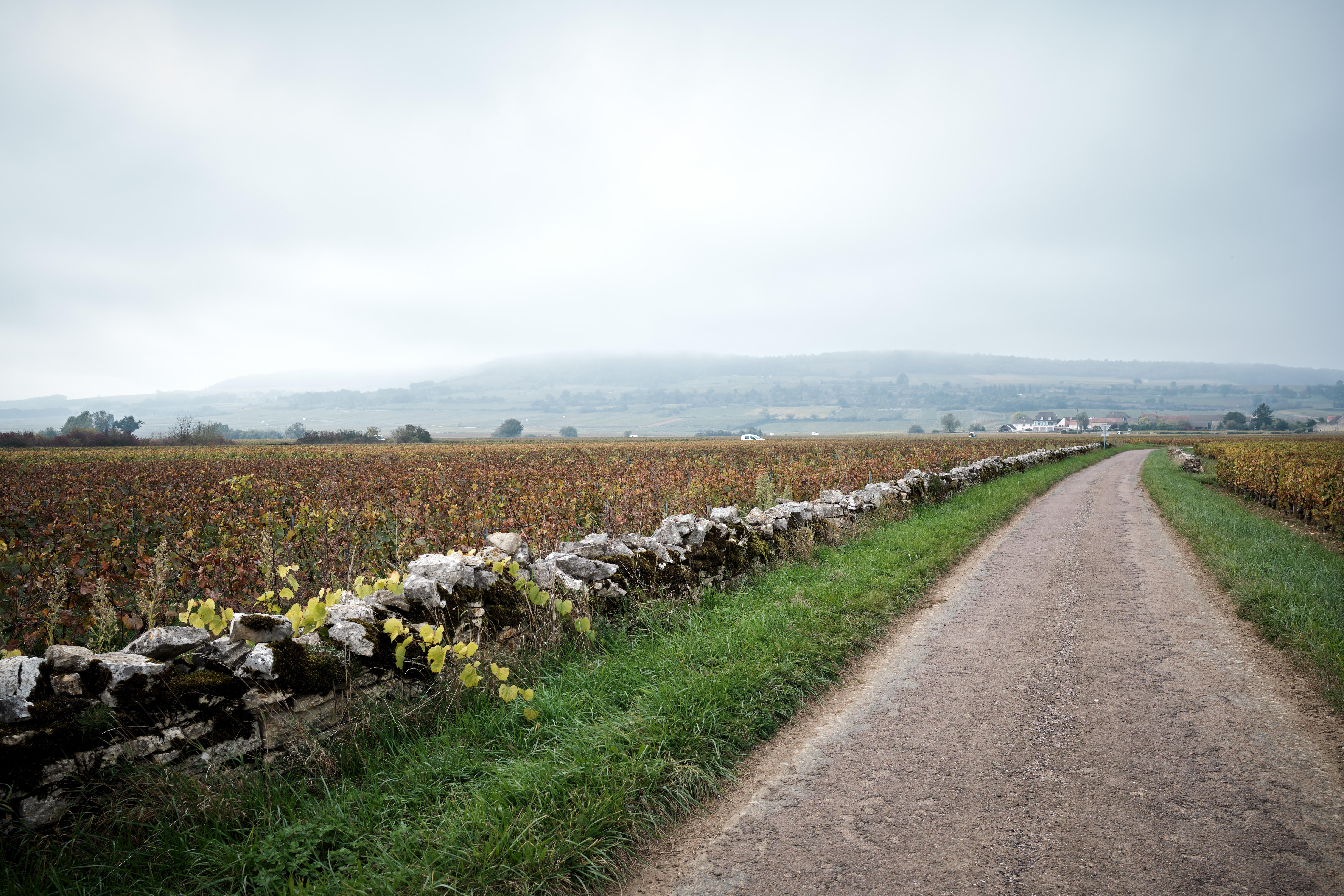 Burgundy 2024 En Primeur | Additional Releases