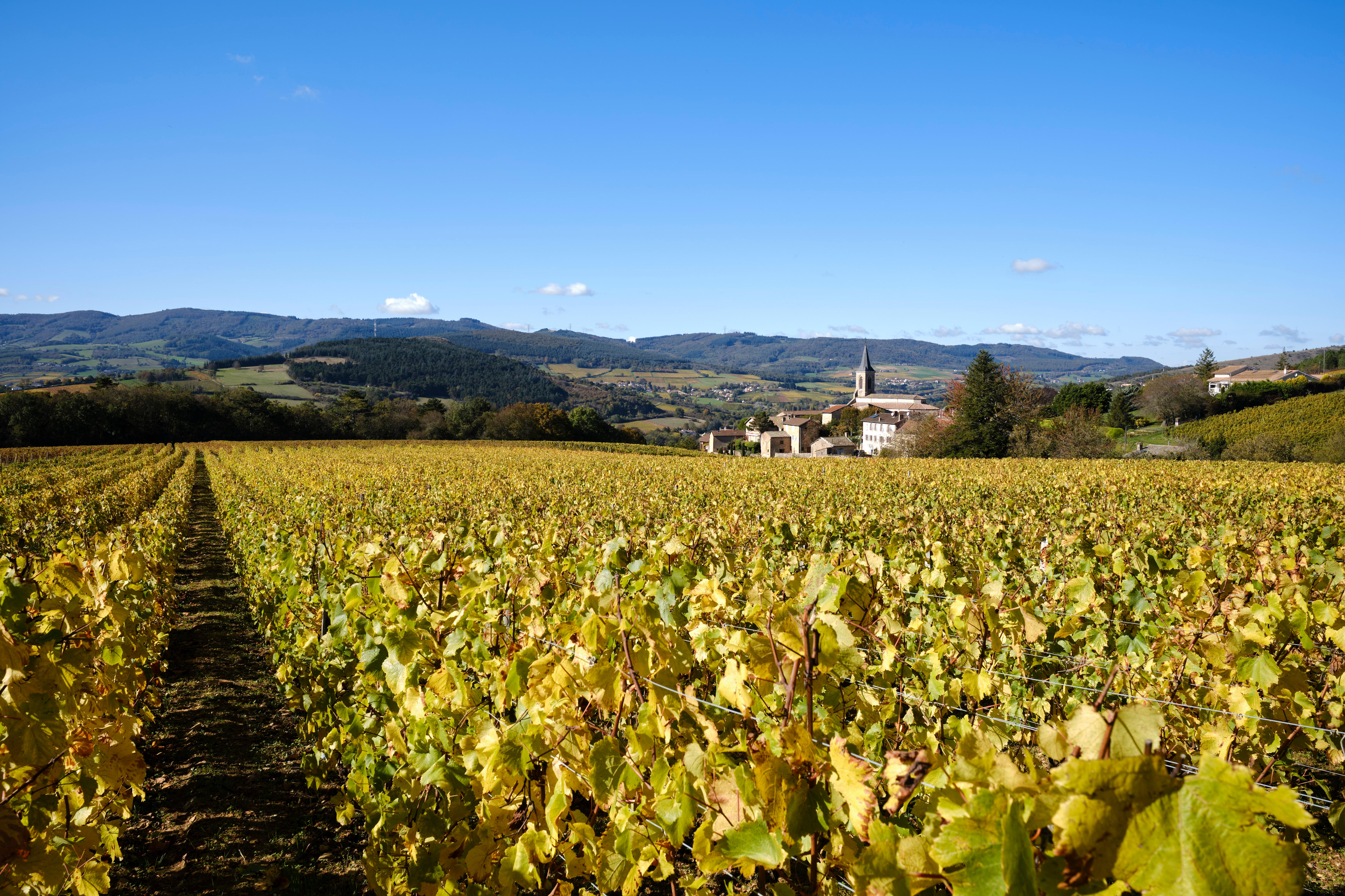 Explore the Wine range of Olivier Merlin - Berry Bros. & Rudd