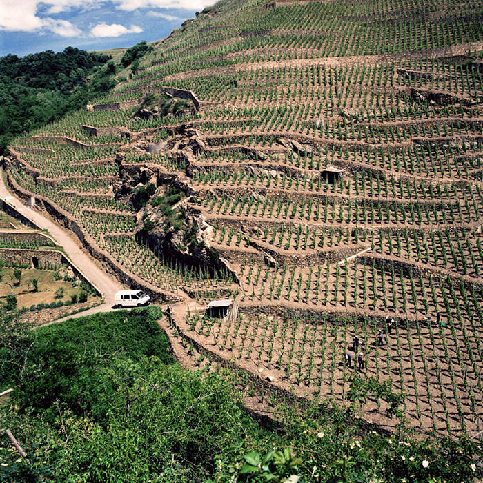 A collector's guide to the Rhône | Berry Bros. & Rudd