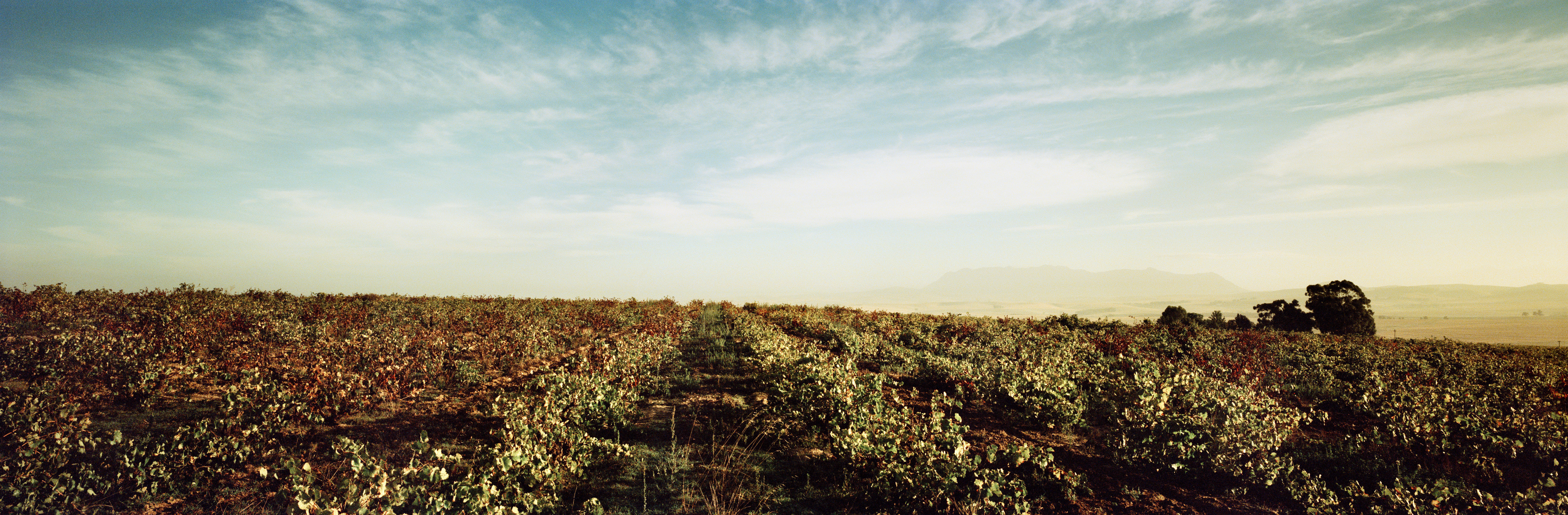 Eben Sadie: putting down roots | Berry Bros. & Rudd