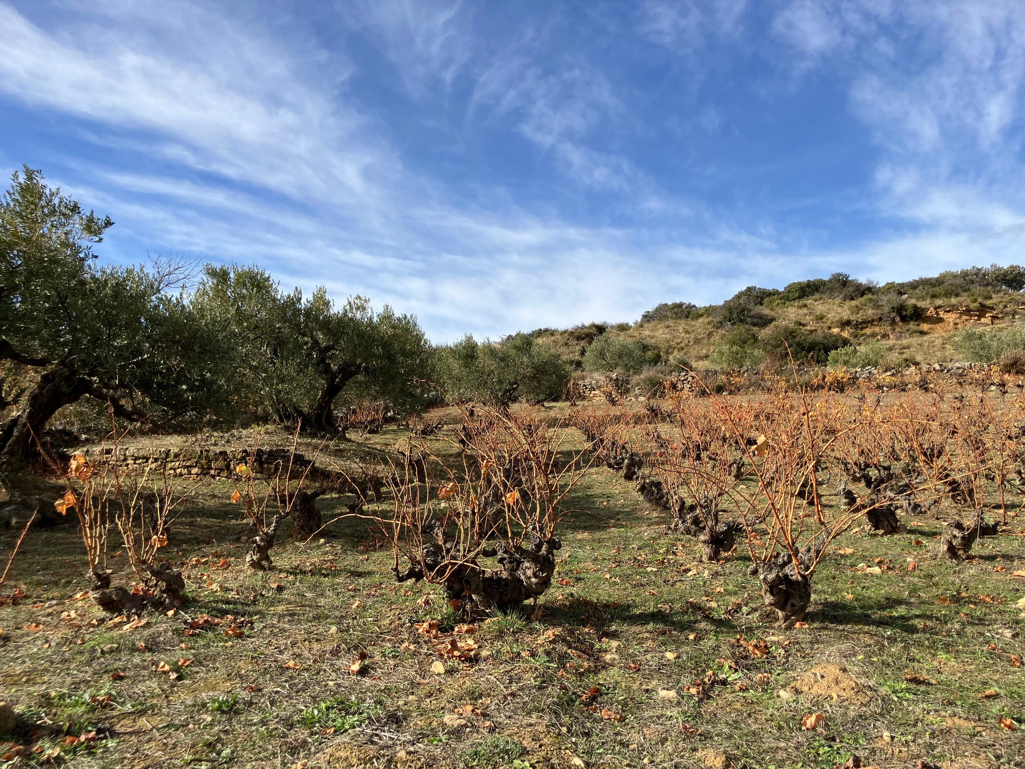 Garnacha: Rioja's 'other' grape | Berry Bros. & Rudd