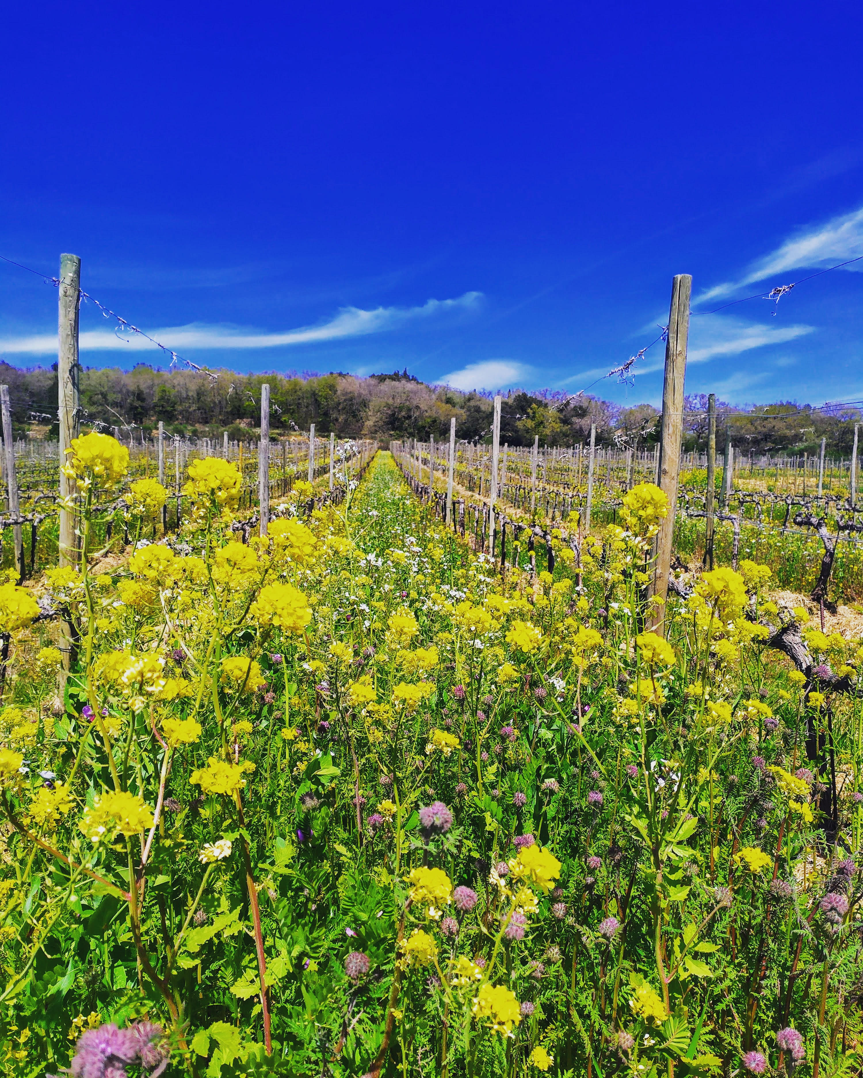 Brunello 2020 Vintage Report | Berry Bros. & Rudd