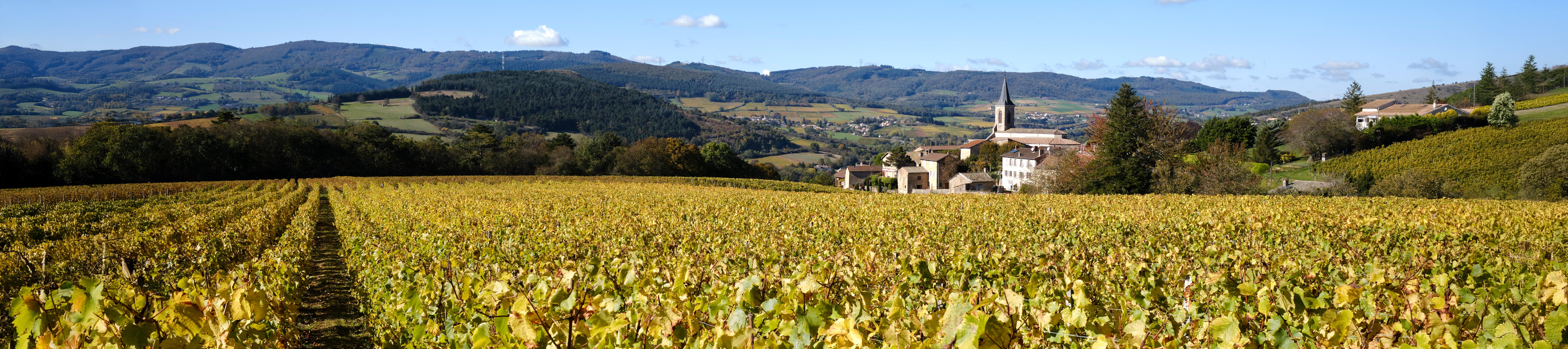 Burgundy 2024 En Primeur | Côte Chalonnaise/Maconnais