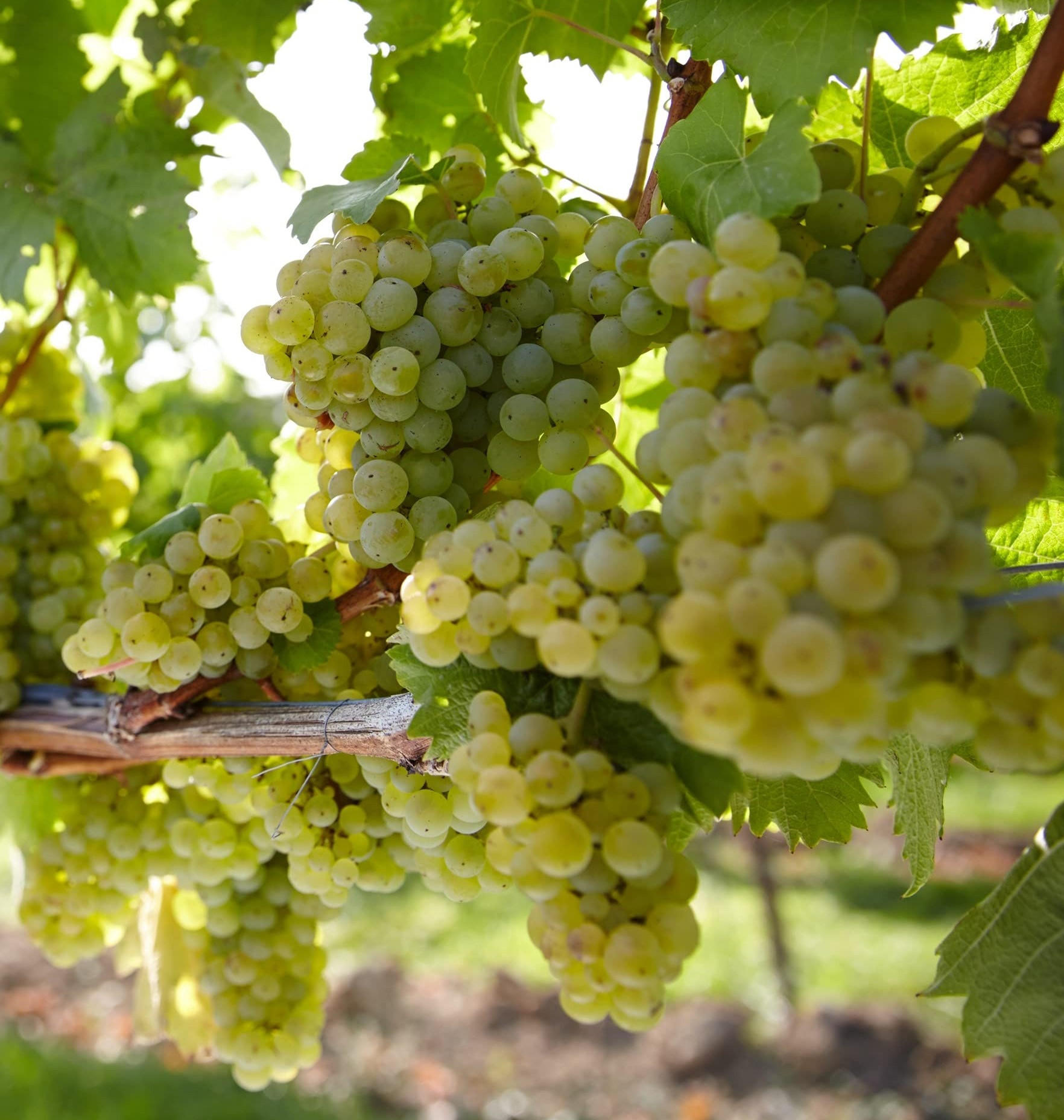 Buy 2018 Bacchus, Flint Vineyard, Norfolk, England Wine - Berry Bros ...