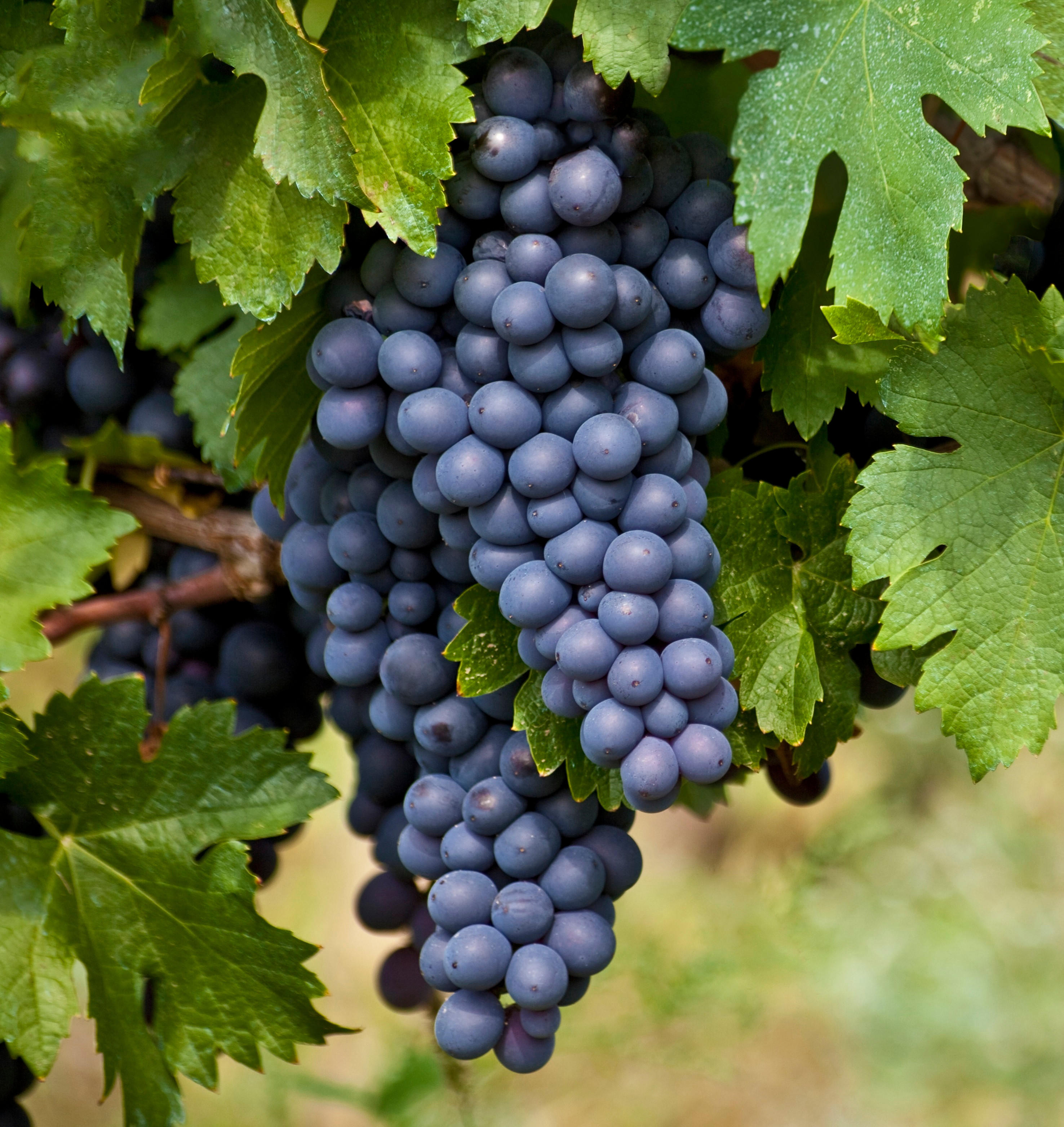 Learn About Wine Grapes Mencia - Berry Bros. & Rudd