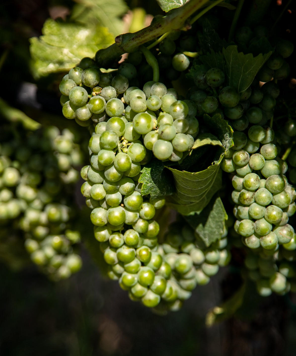 Buy 2021 Pecorino, Colli Aprutini, Emidio Pepe, Abruzzo, Italy Wine ...