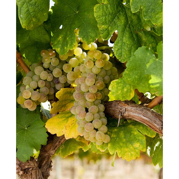 The most important Italian grapes