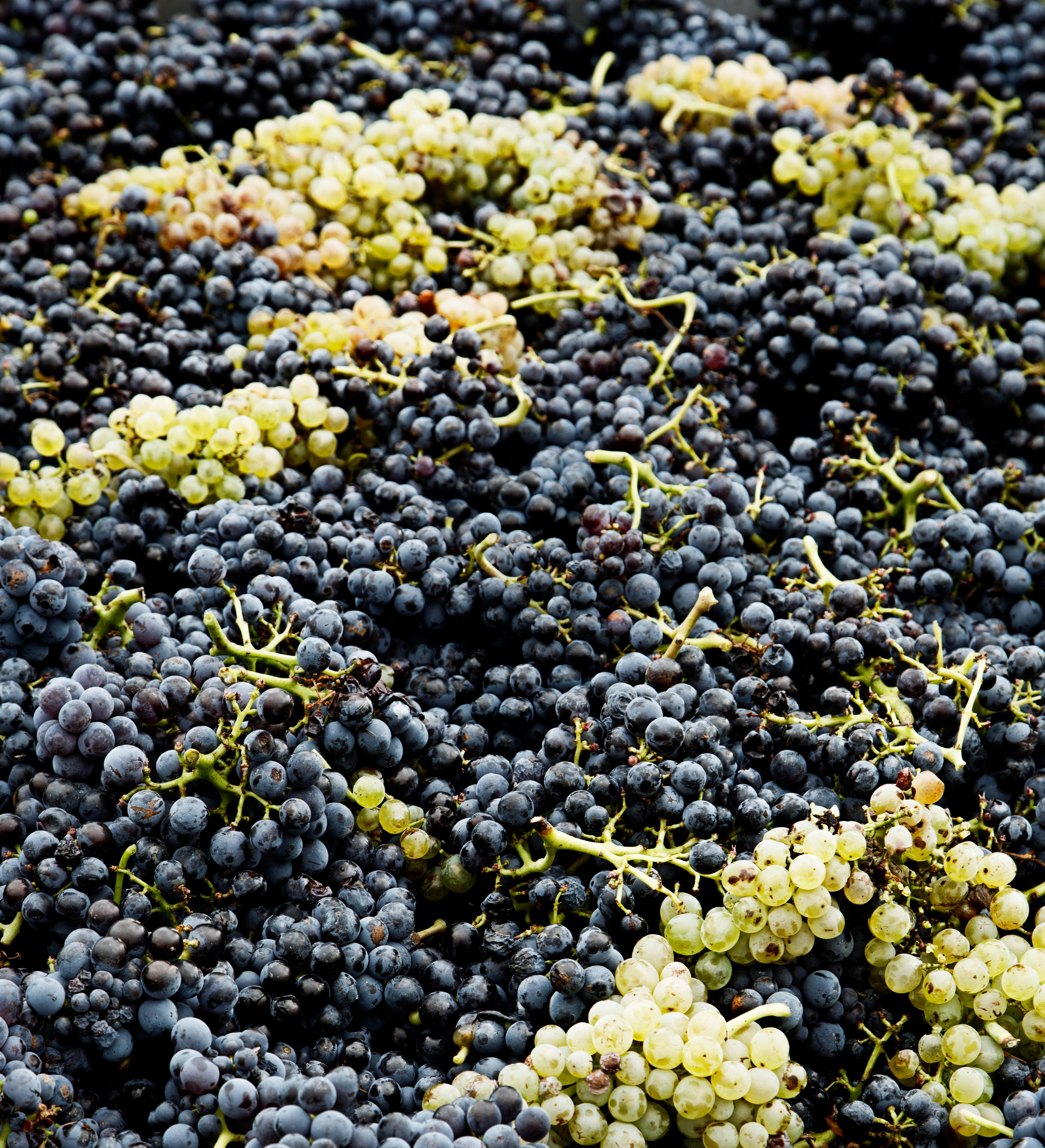 Learn About Wine Grapes Sagrantino - Berry Bros. & Rudd