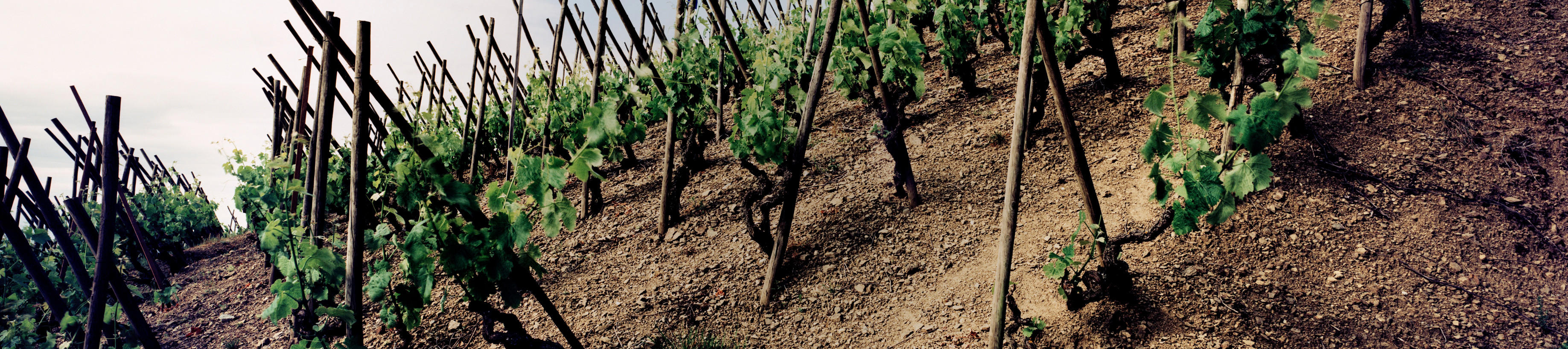 Exploring the Northern Rhône | Berry Bros. & Rudd