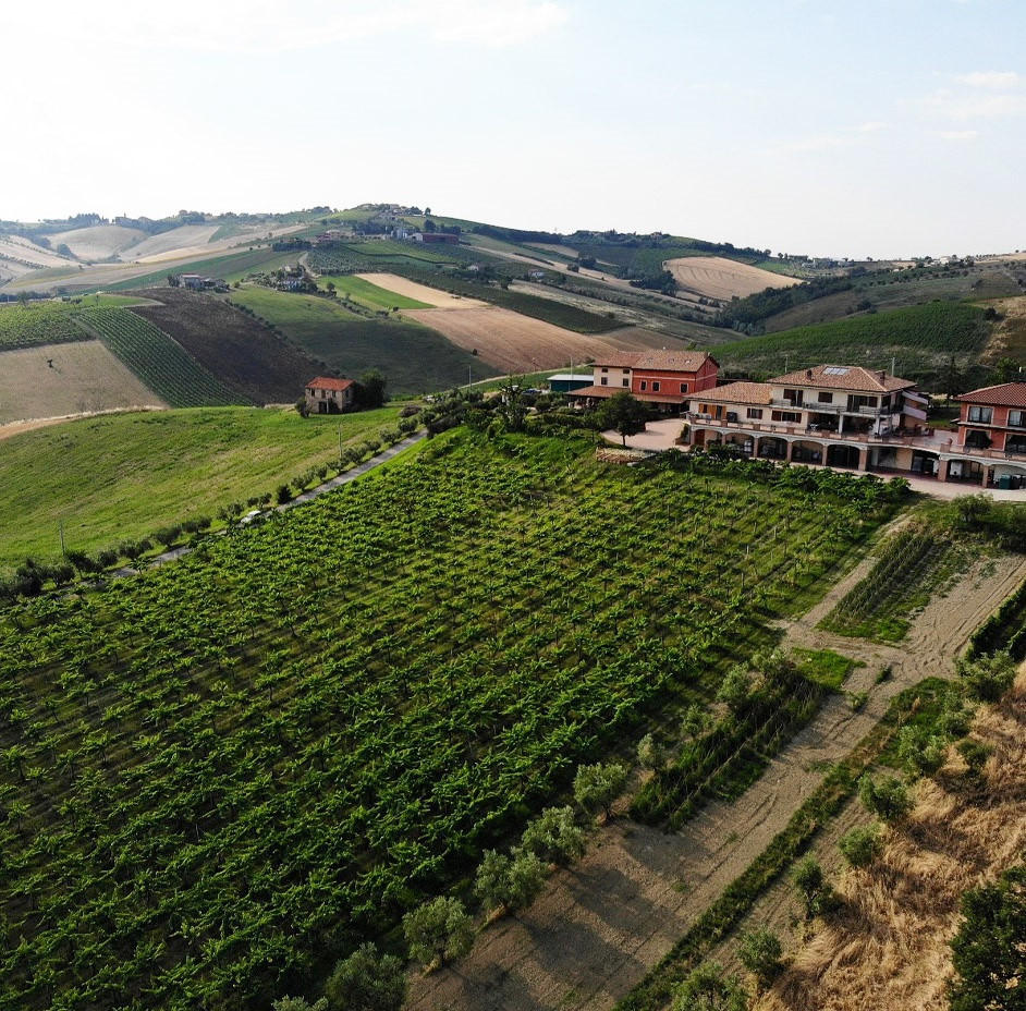 Explore the range of Emidio Pepe - Berry Bros. & Rudd