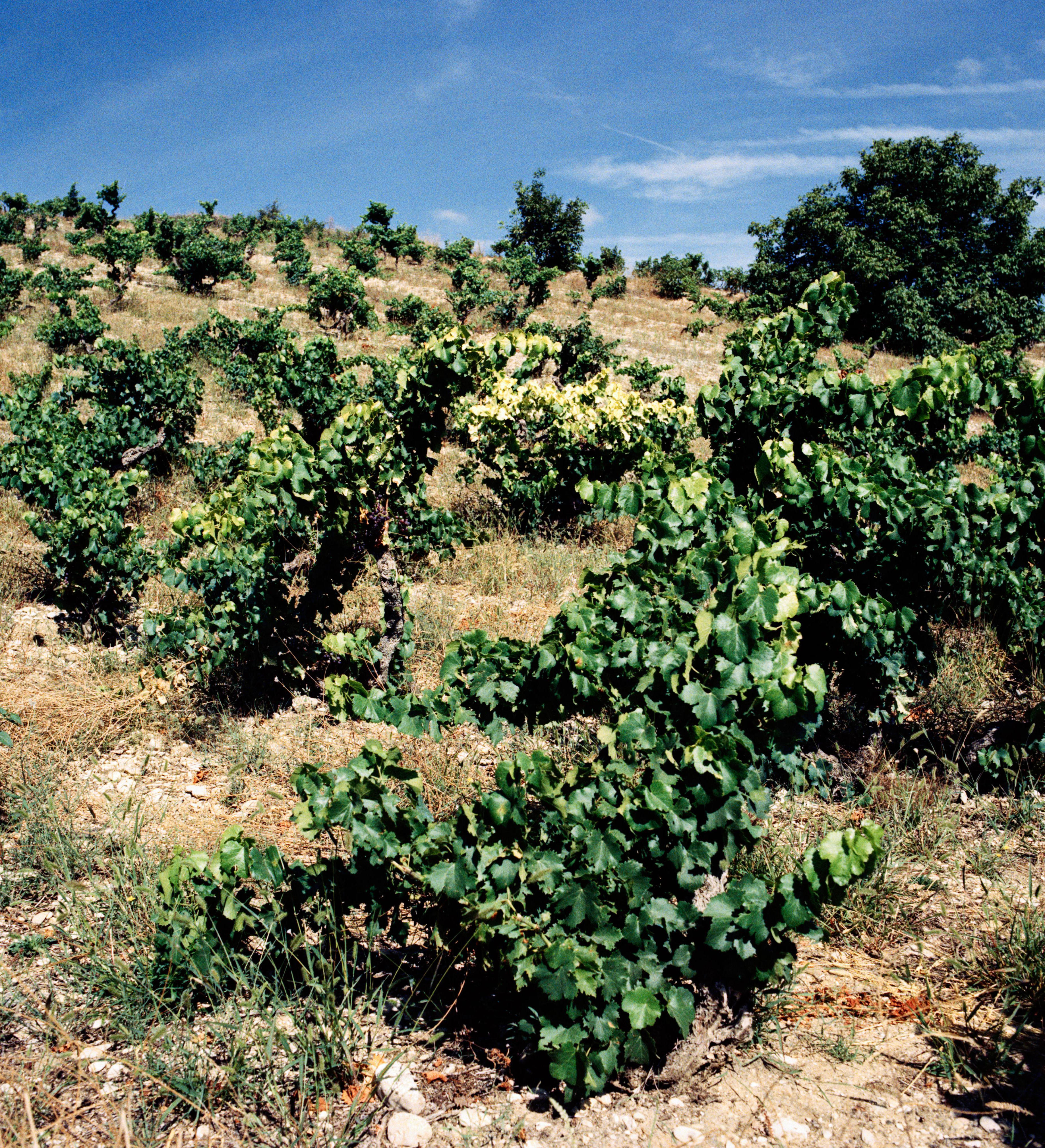 2019 Bodegas Pintia, Toro, Spain