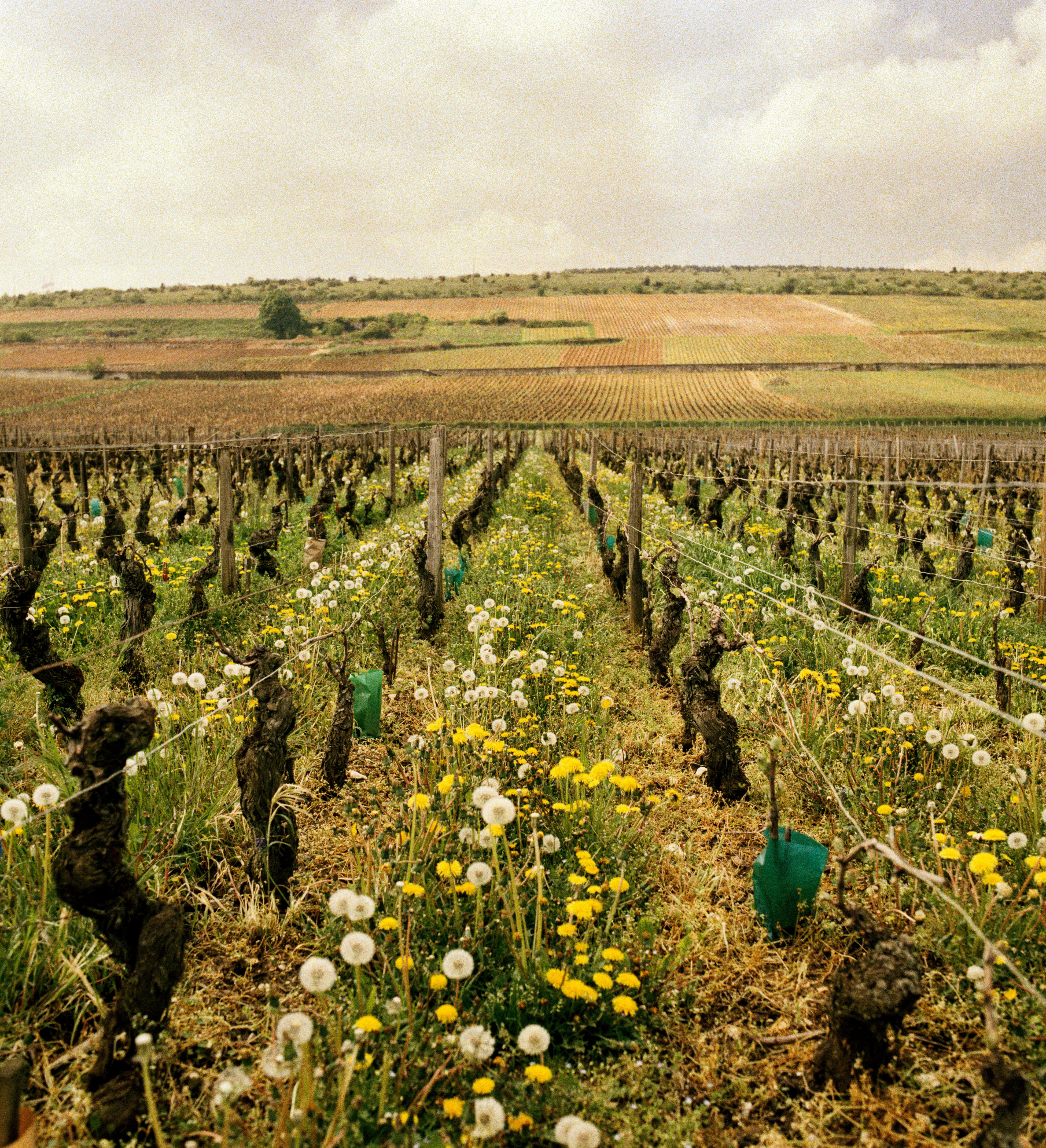 2021 Rully Blanc, Domaine Dureuil-Janthial, Burgundy