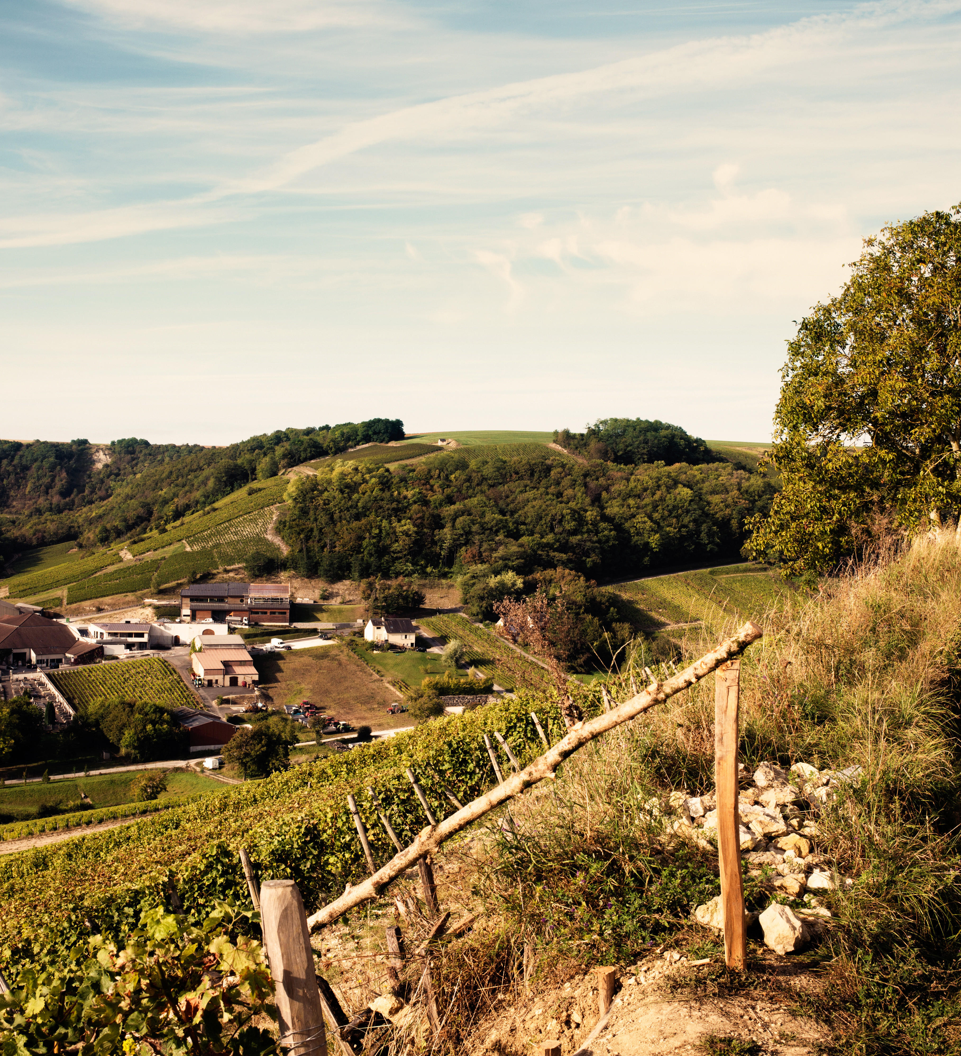 Learn about Wine: Pouilly-Fumé | Central Vineyards | Loire | Berry Bros ...