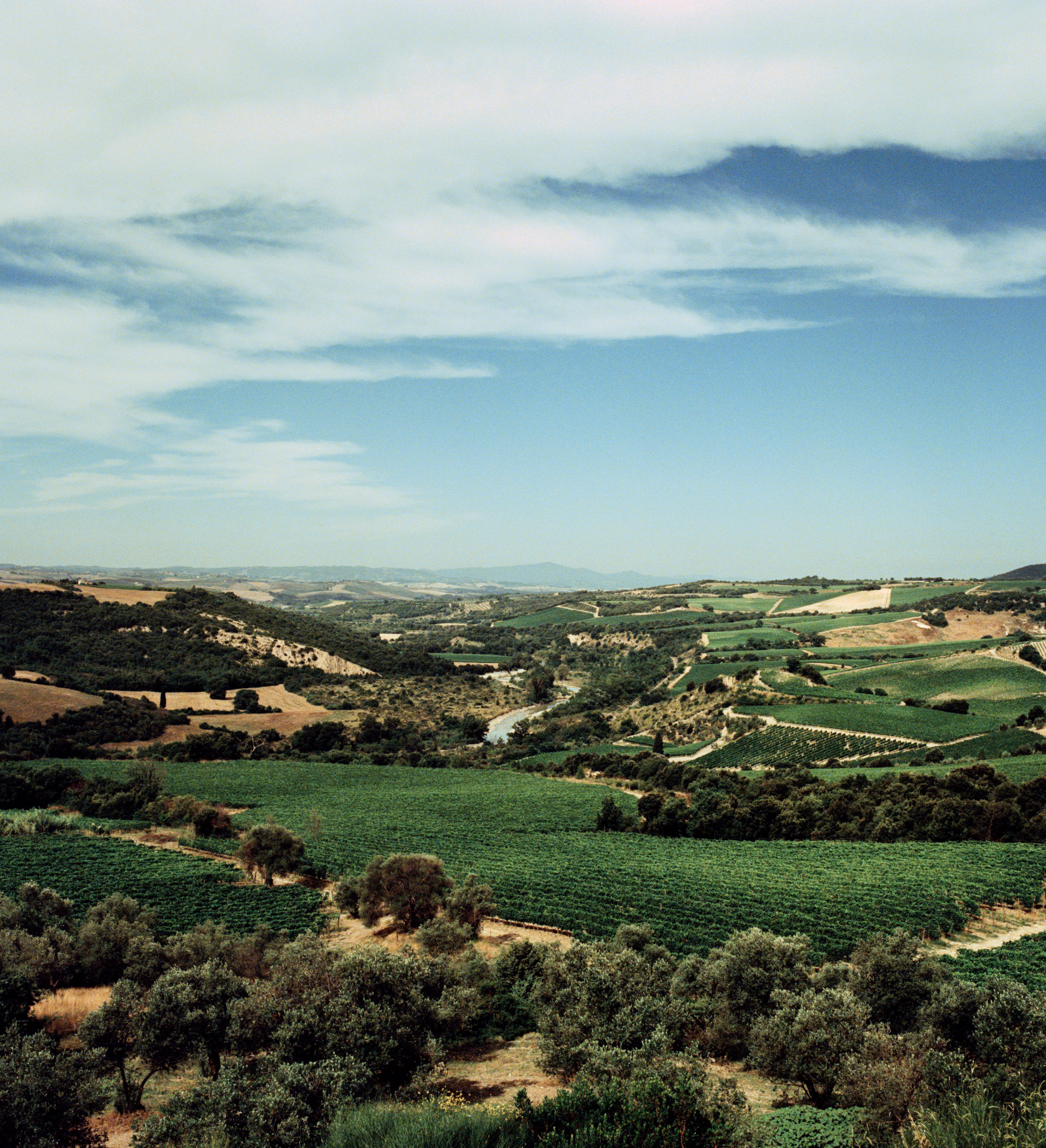 2019 Derthona Timorasso, Colli Tortonesi, Giacomo Borgogno & Figli ...