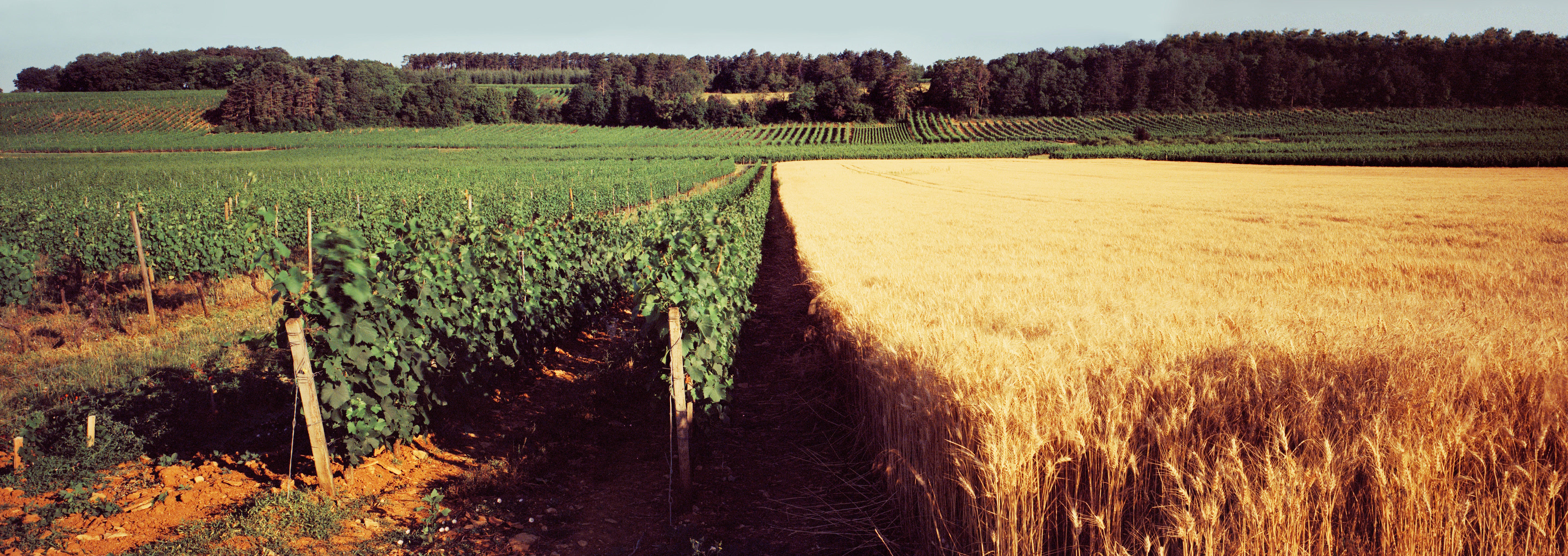 2024 Bourgogne Aligoté, Le Bien Urbain, Maison Gautheron d'Anost