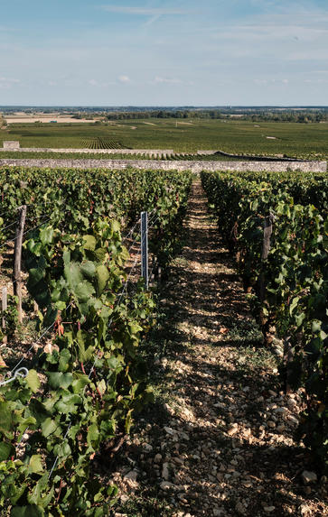 Buy Introduction to the Wines of Burgundy, Wednesday 27th November 2024 ... Buy Introduction to the Wines of Burgundy, Wednesday 27th November 2024 ...
